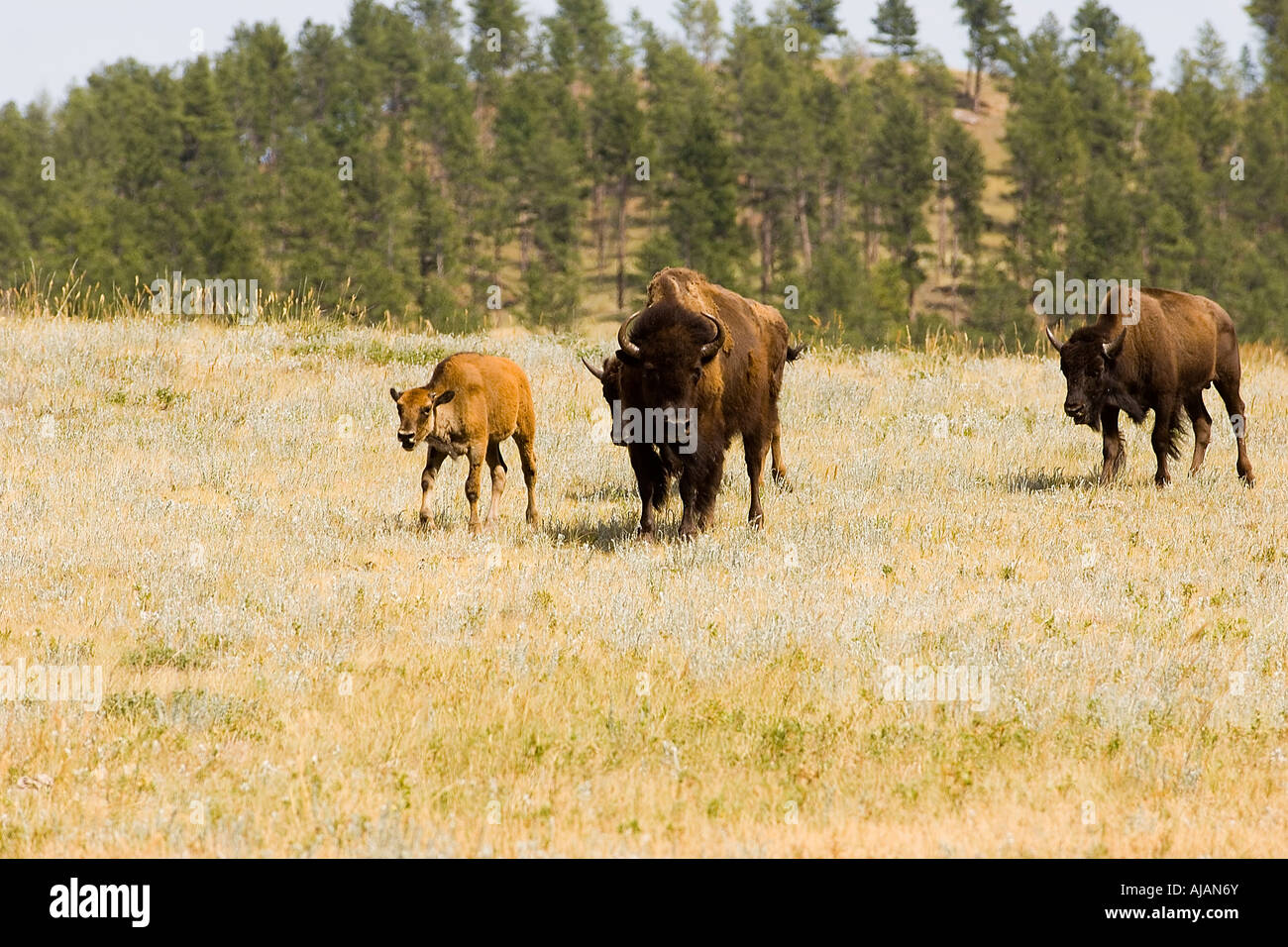American Bison also called American Buffalo (Bos bison Stock Photo - Alamy