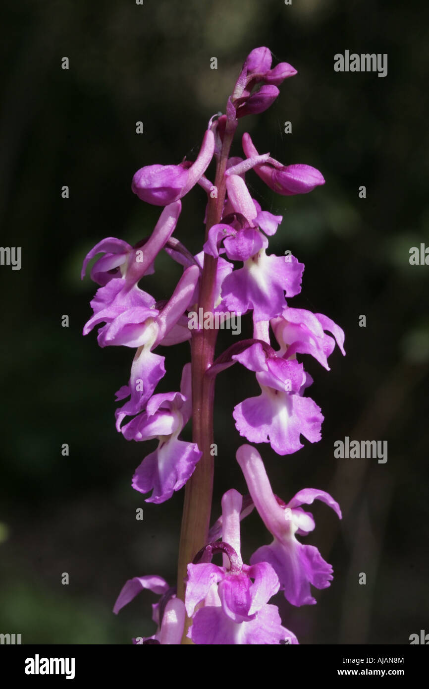 Flower spike of Early Purple Orchid, orchis mascula Stock Photo - Alamy