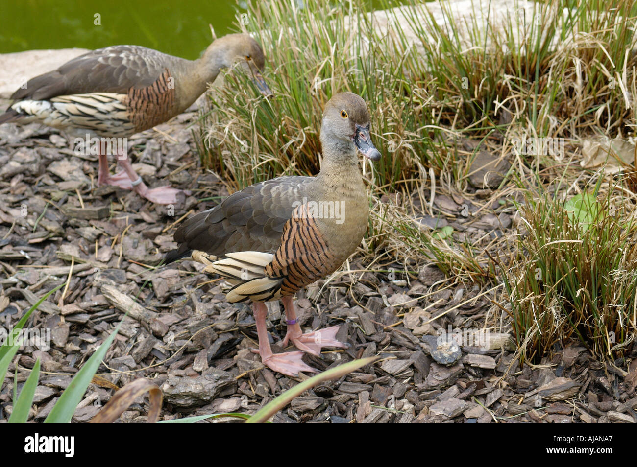 Eytons tree duck hi-res stock photography and images - Alamy