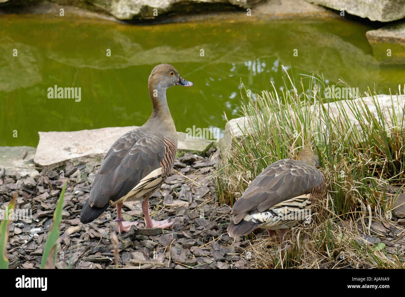 EYTONS TREE DUCK Stock Photo - Alamy
