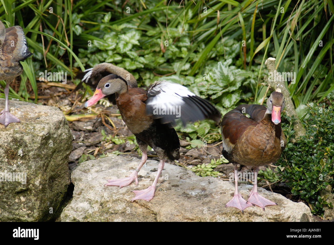 Red billed whistling duck hi-res stock photography and images - Alamy