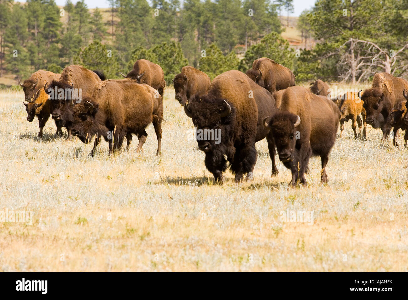 American Bison also called American Buffalo (Bos bison Stock Photo - Alamy