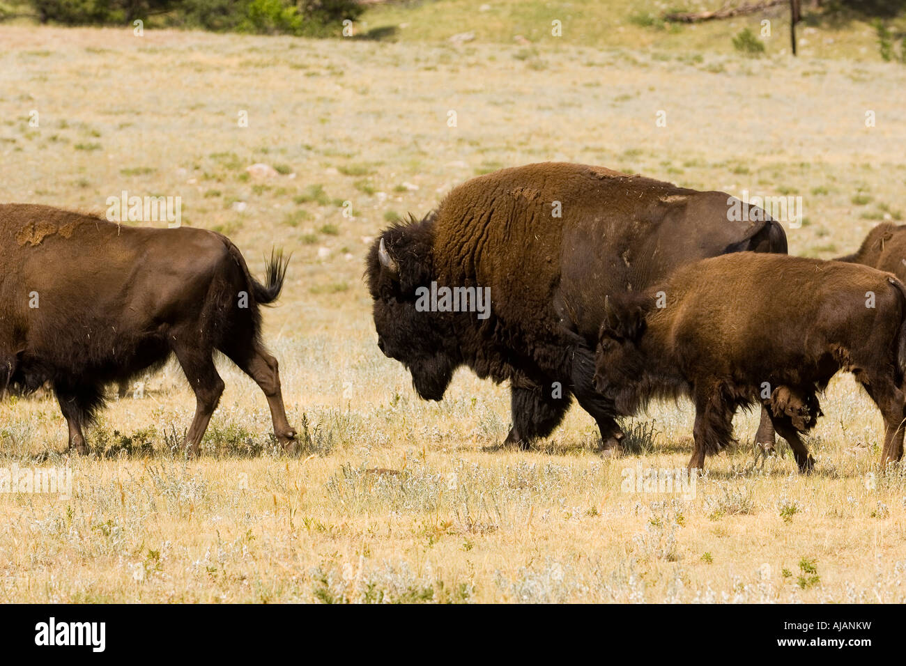 American Bison also called American Buffalo (Bos bison Stock Photo - Alamy
