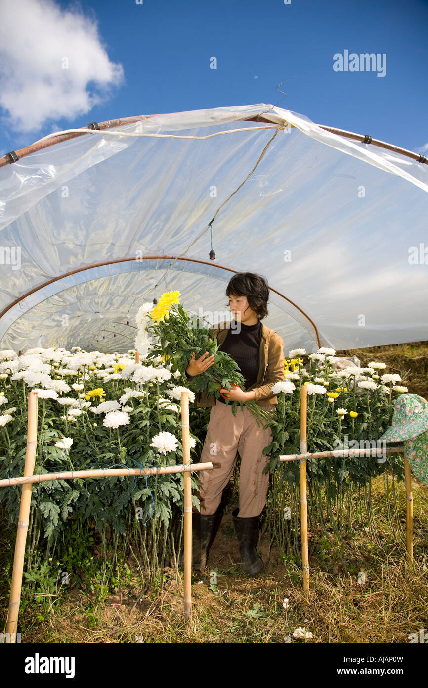 Tropical pick flower hi-res stock photography and images - Alamy