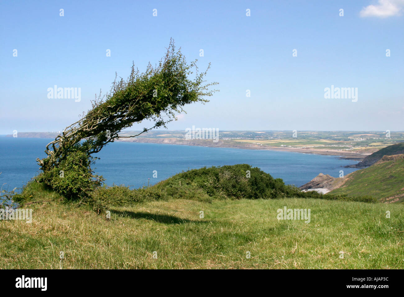 Windswept Tree Bynorth Cliff North Cornwall Coast Path Stock Photo - Alamy