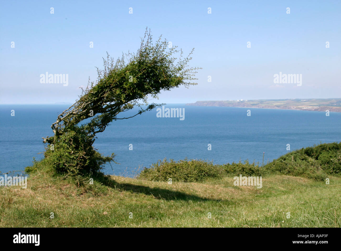 Windswept Tree Bynorth Cliff North Cornwall Coast Path Stock Photo - Alamy