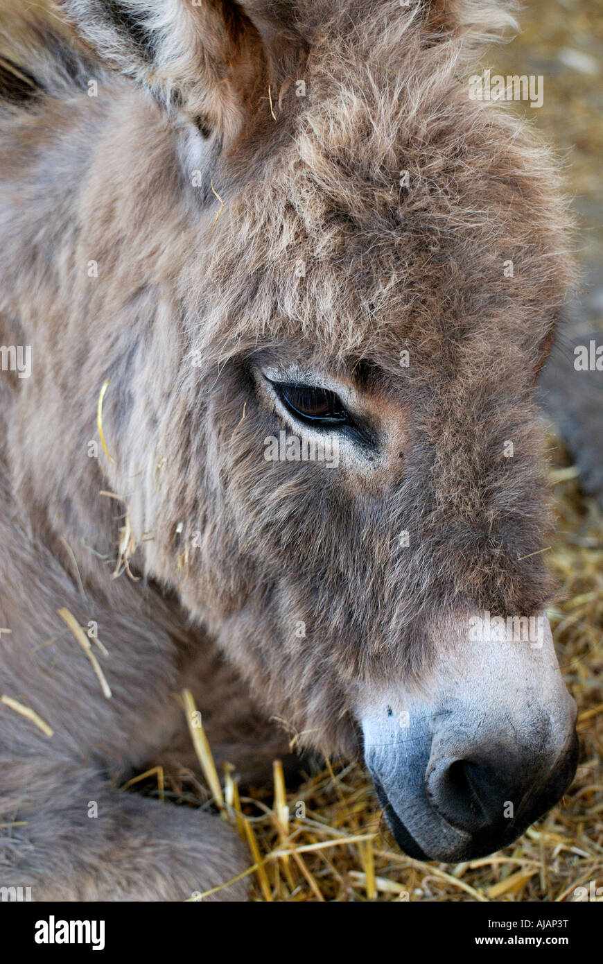 Sad looking donkey in a stable with its head resting on some straw on ...