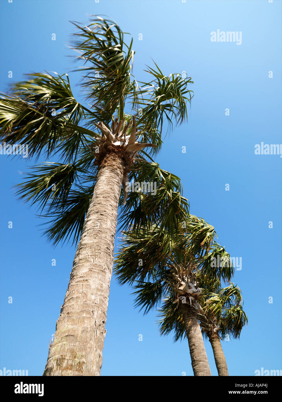 Palms from low angle vertical hi-res stock photography and images - Alamy