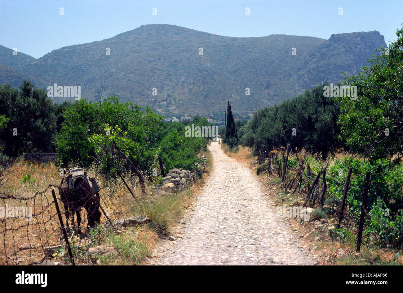 crete greece rural district with olive plantations Stock Photo - Alamy
