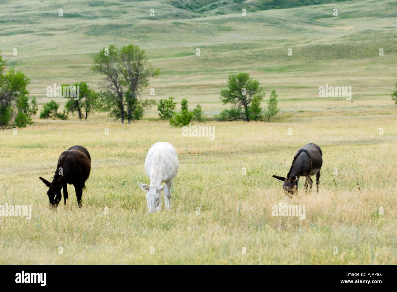 Feral Burros decended from miners pack animals that escaped from ...