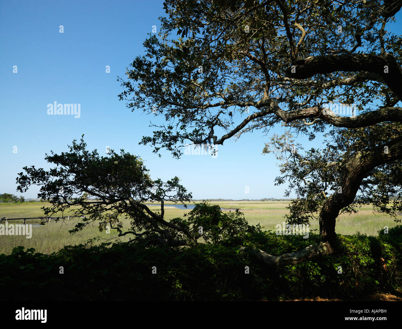Live oak tree with wetland and stream in background at Bald Head Island ...