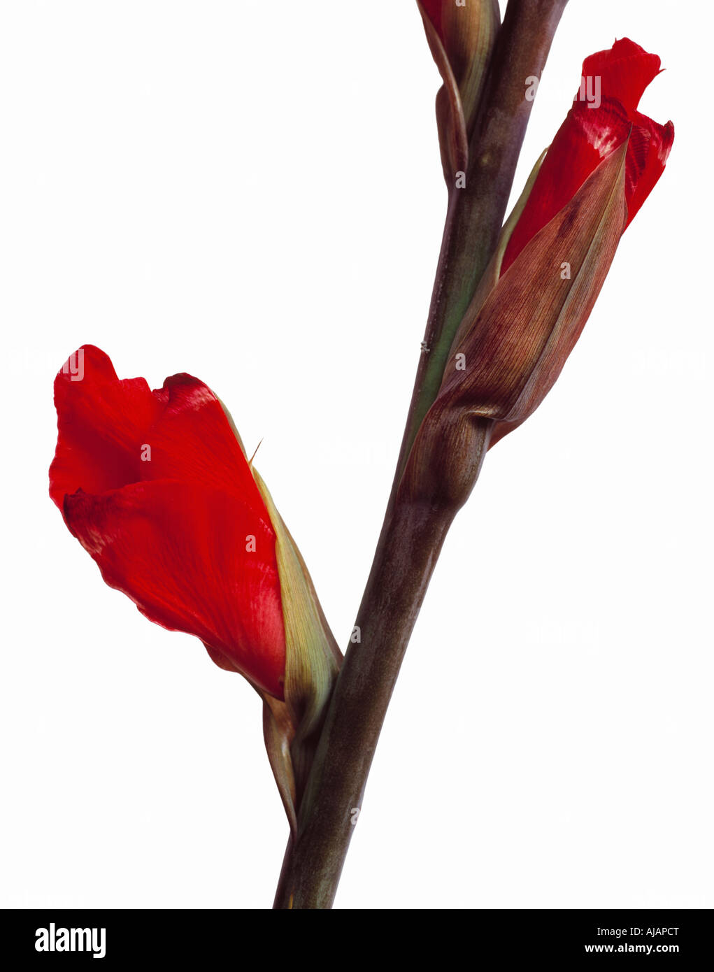 Gladiola stem hi-res stock photography and images - Alamy