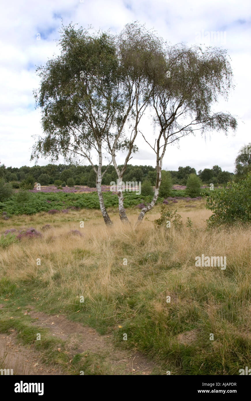 Silverbirch hi-res stock photography and images - Alamy