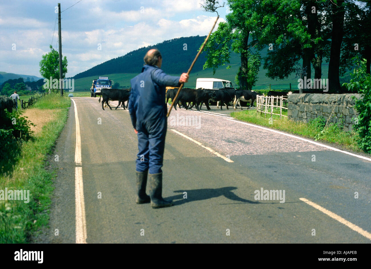 Scottish farmer stopping traffic to let his cows pass the road Stock ...