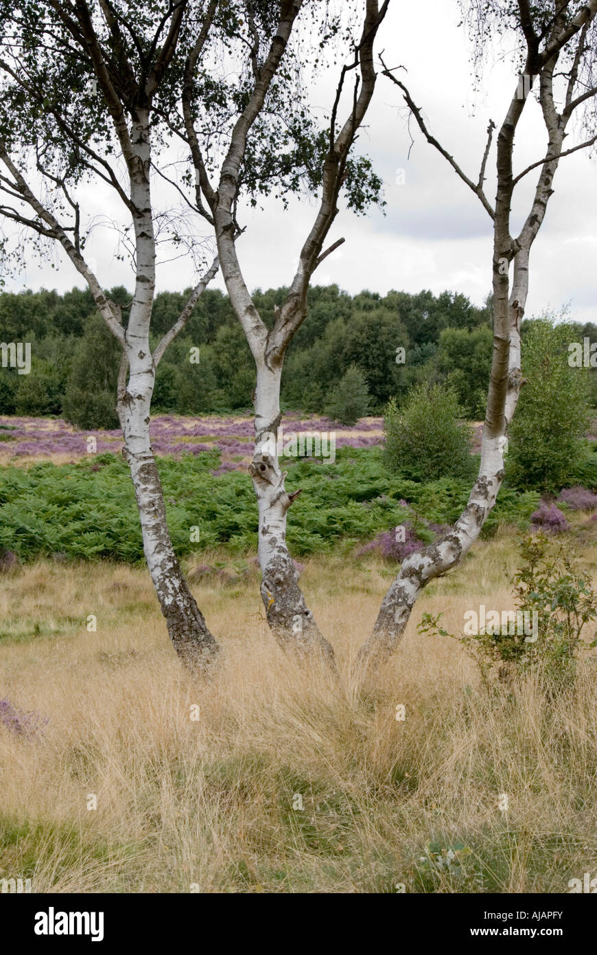 Common silver birch hi-res stock photography and images - Alamy