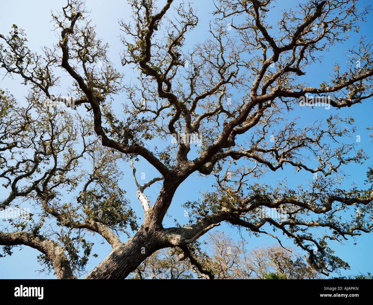 Low angle view of branches of live oak tree with blue sky in background ...