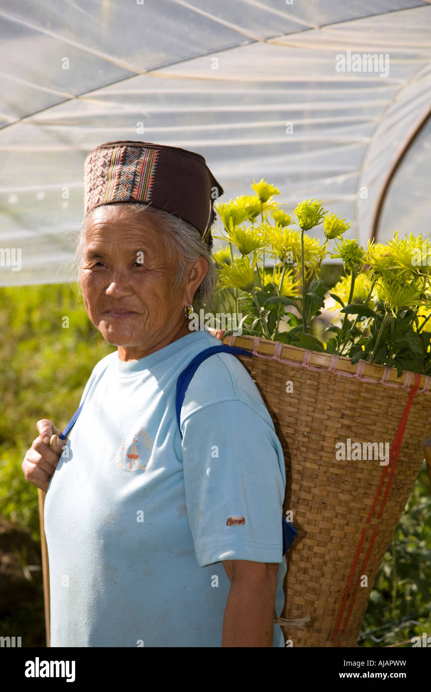 Asian woman picking Chrysanthemum, blooms, flowers, & crops growing in ...