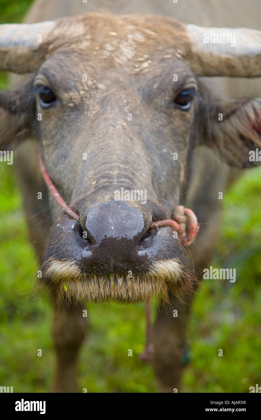 Water Buffalo - Domestic Asian Chiang Mai , Chiang Mai Province ...