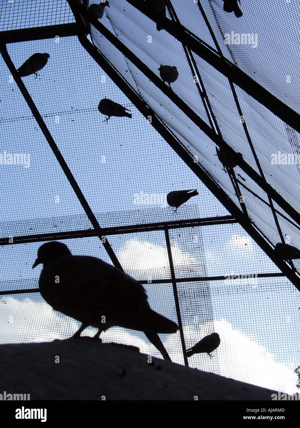 birds in a cage Stock Photo - Alamy