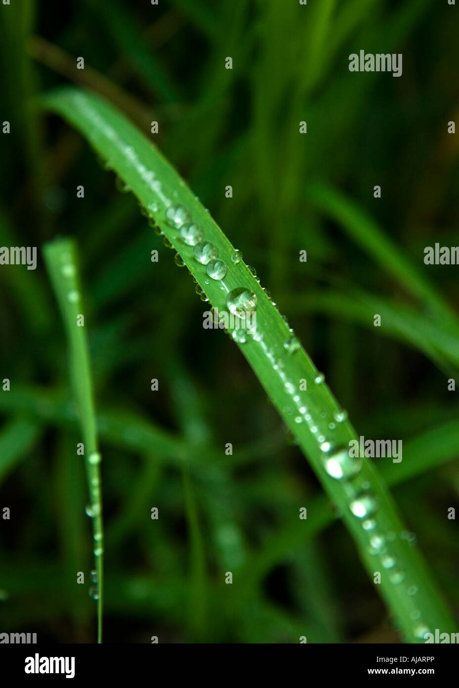 Reflective dew drops hi-res stock photography and images - Alamy