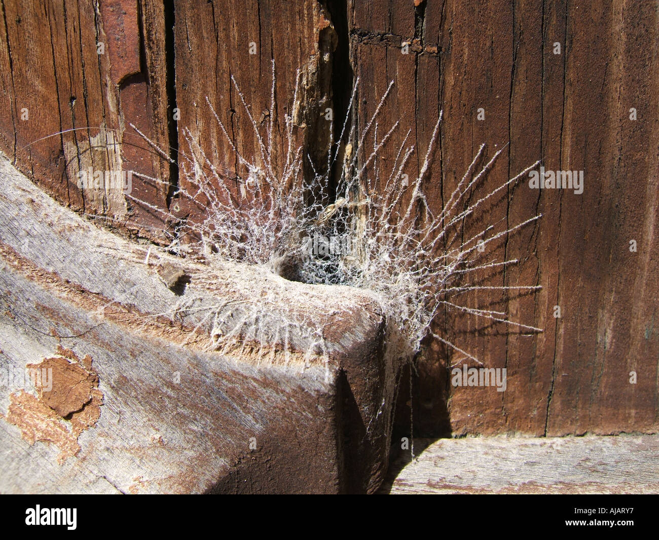 Spider web cobweb close up detail joint hi-res stock photography and ...