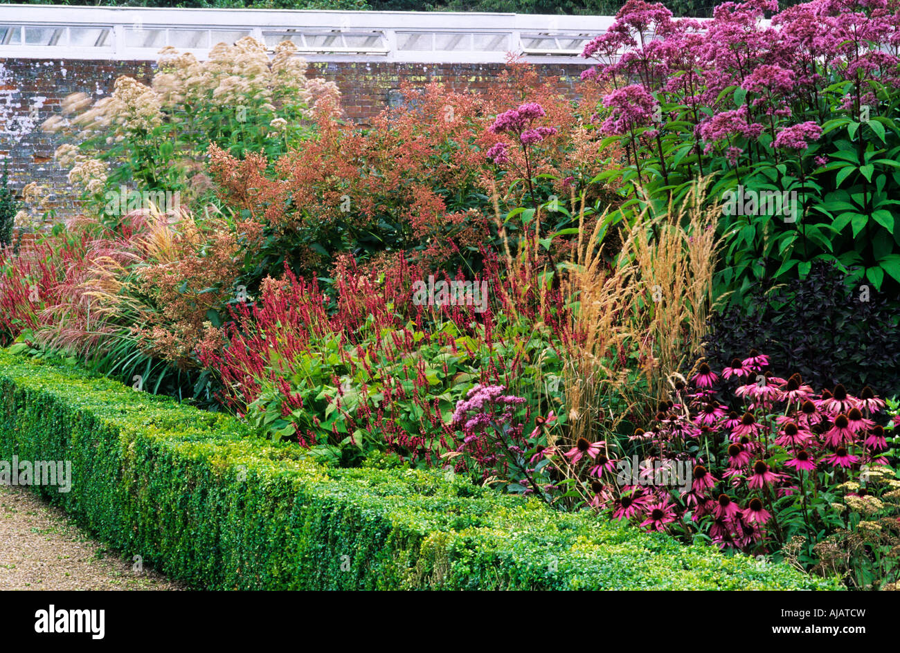 Box Hedge September herbaceous border borders box hedge hedges Stock ...