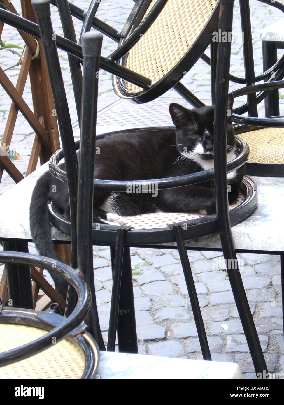 cat sleeping on chair in closed cafe Stock Photo - Alamy