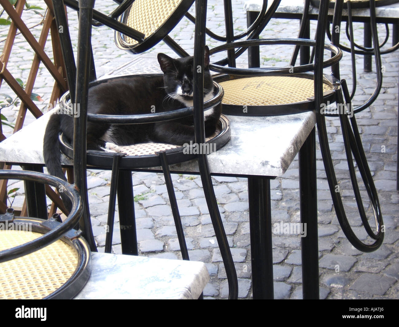 cat sleeping on chair in closed cafe Stock Photo - Alamy