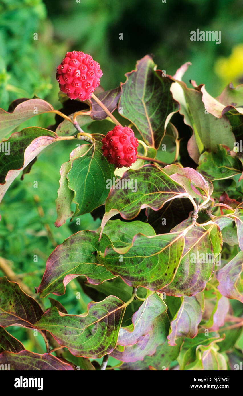Cornus kousa berries fruits Stock Photo - Alamy