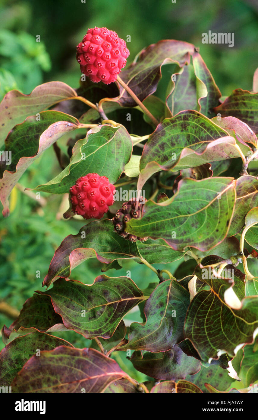 Cornus kousa berries fruits 2 Stock Photo - Alamy
