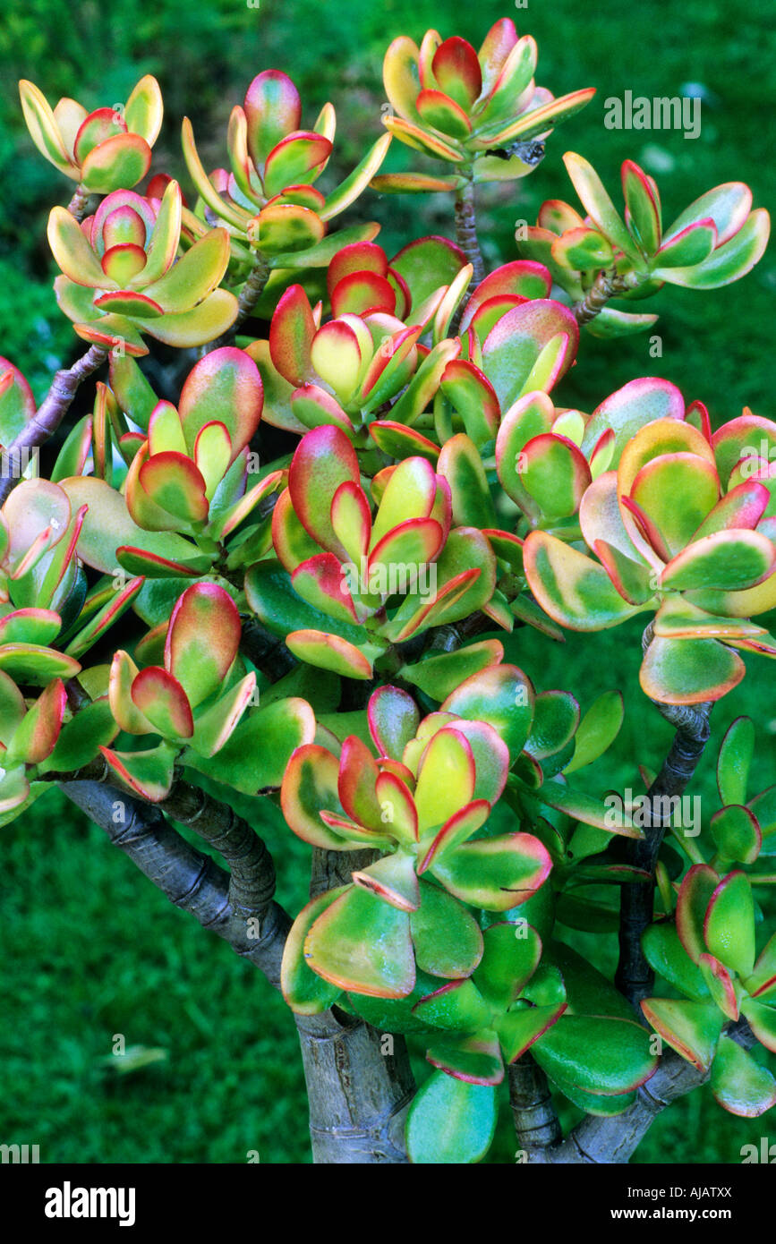 Crassula ovata Variegata Stock Photo - Alamy