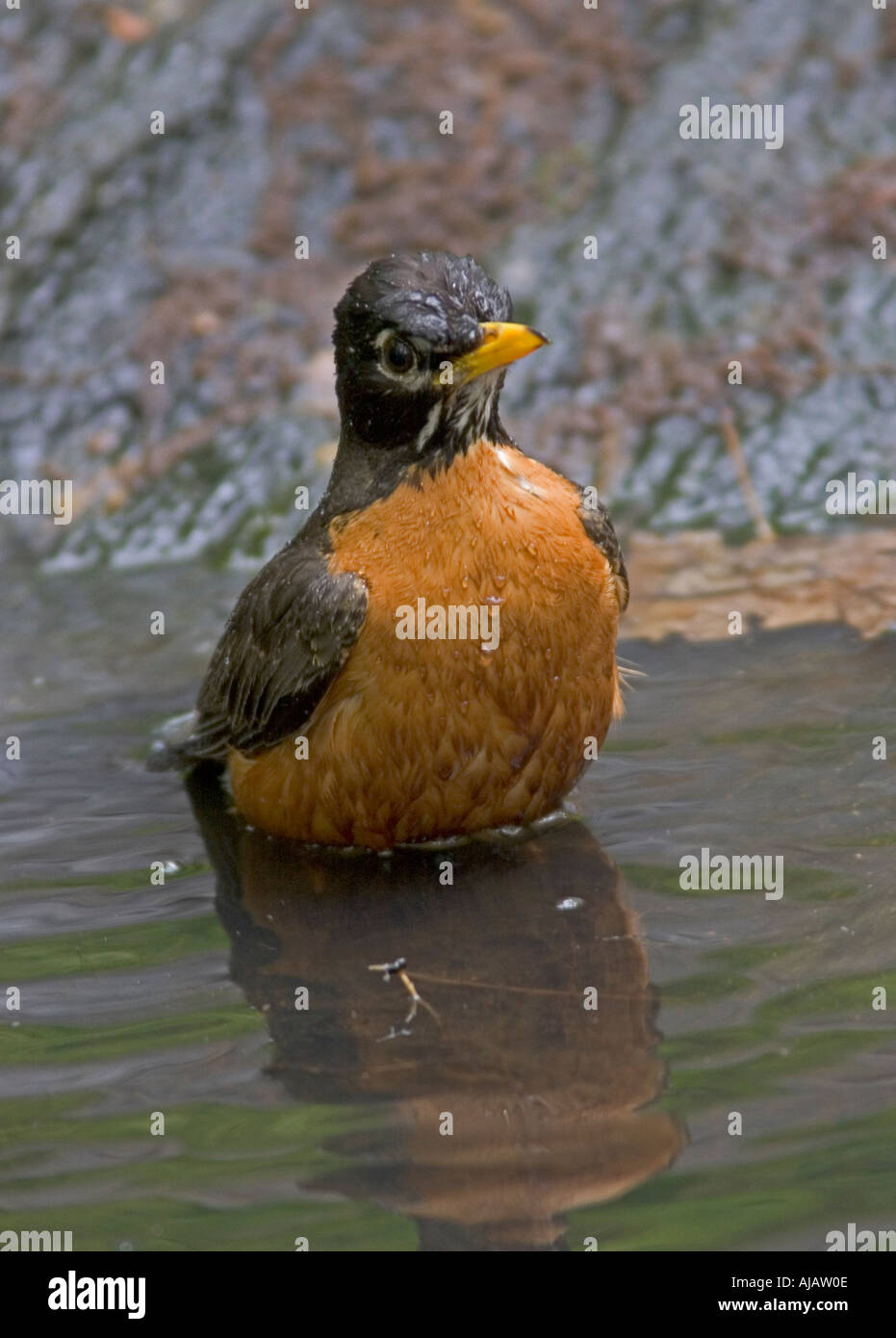 Robin taking a bath hi-res stock photography and images - Alamy