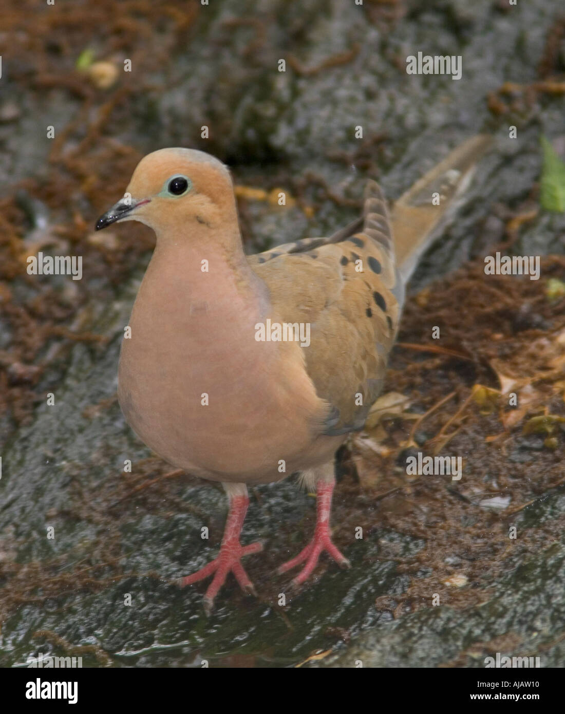 White dove bird bath hi-res stock photography and images - Alamy