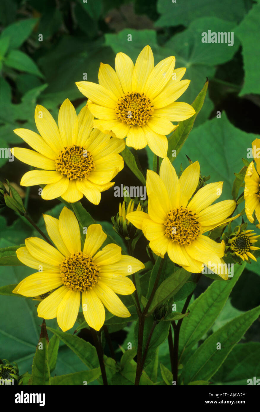 Helianthus Lemon Queen, sunflower, garden plant Stock Photo - Alamy
