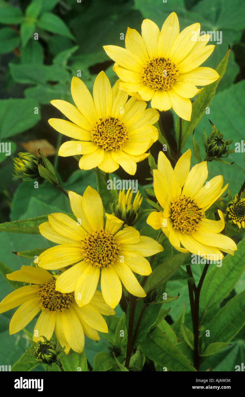 Helianthus lemon queen hi-res stock photography and images - Alamy