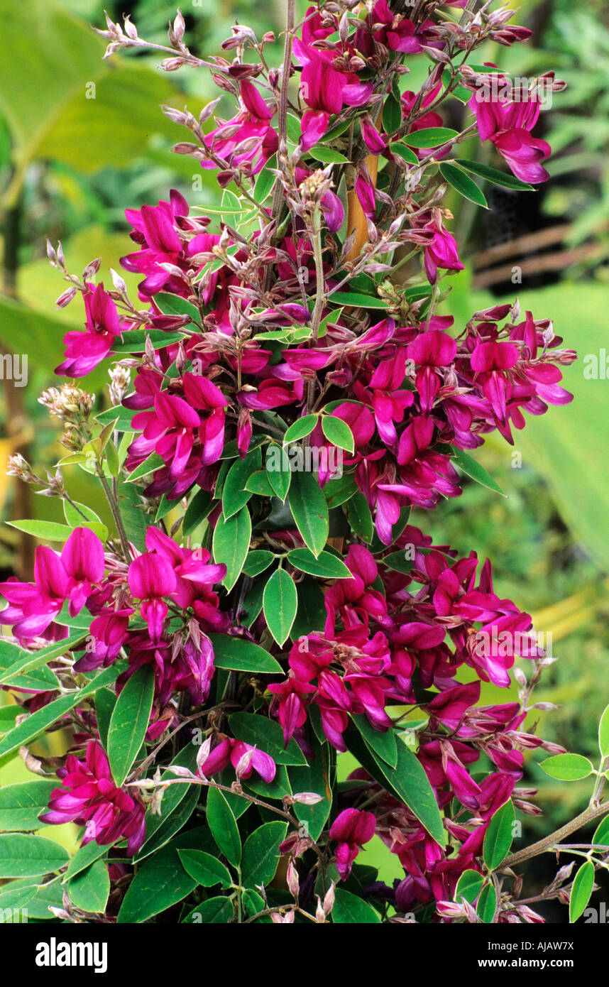 Lespedeza hi-res stock photography and images - Alamy