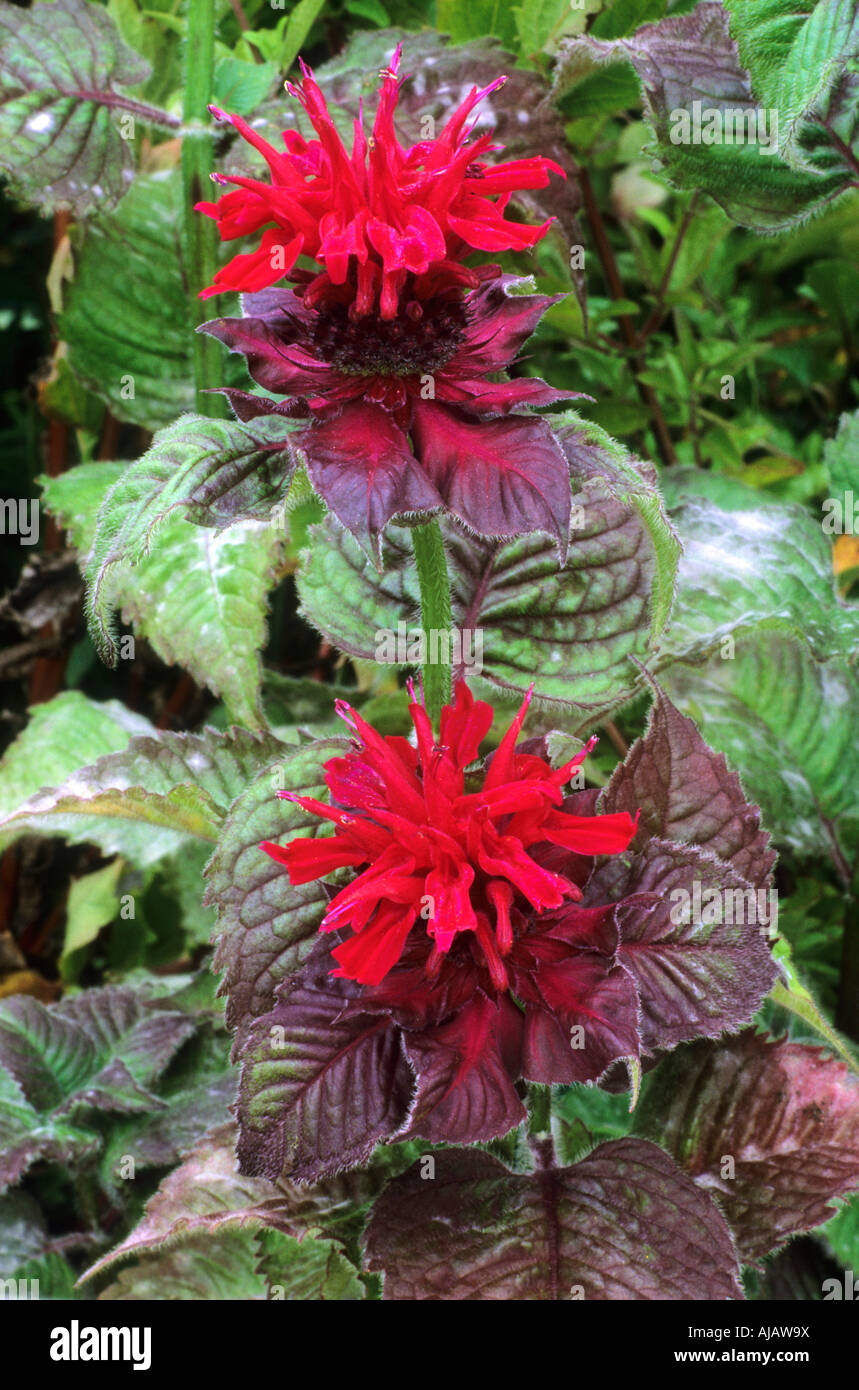 Monarda 'Fireball' Bergamot red flower garden plant monardas Stock ...
