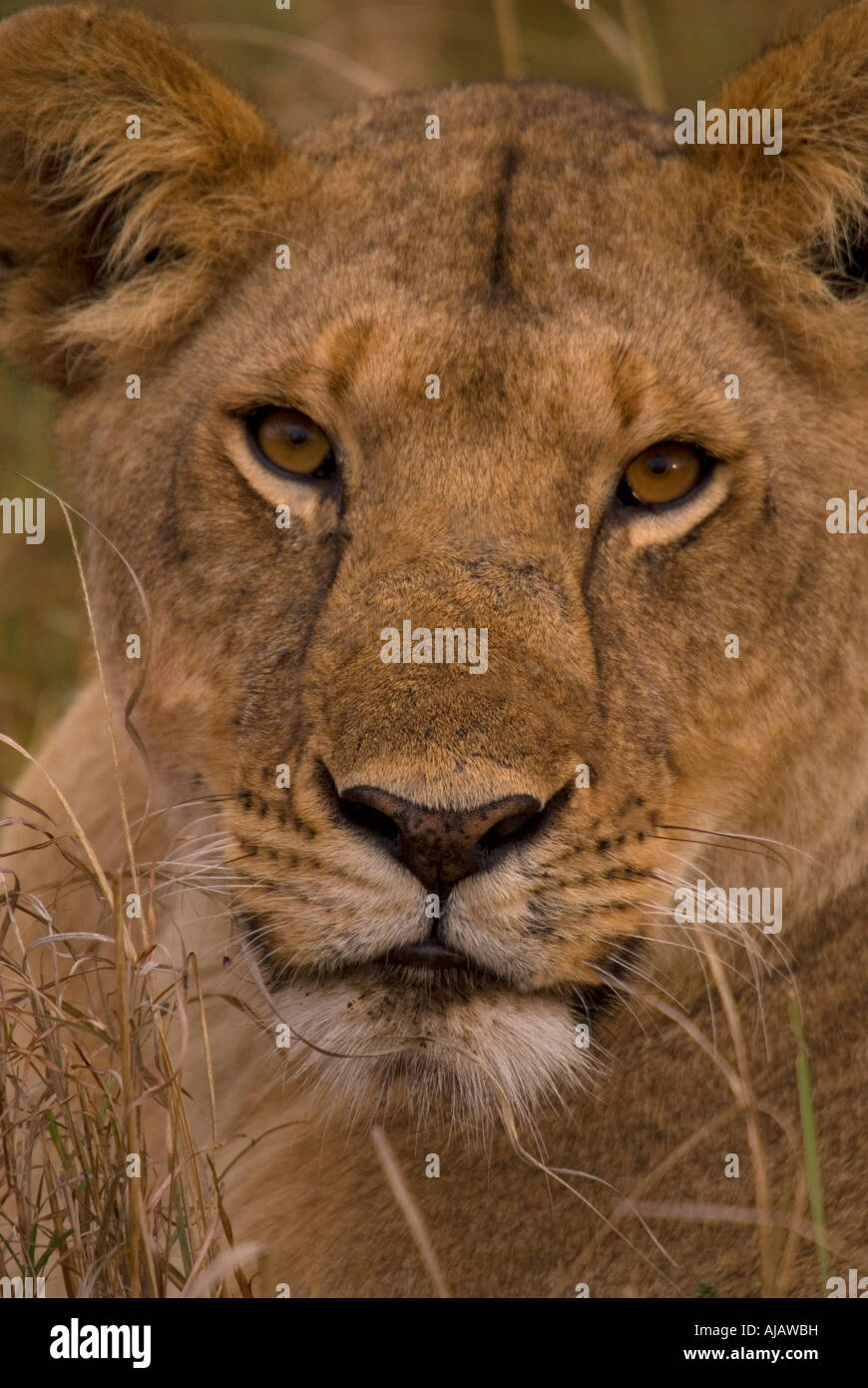 Adolescent lioness hi-res stock photography and images - Alamy