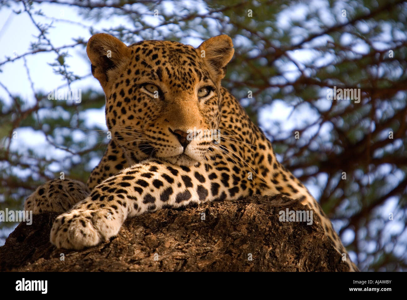 Leopard in tree Stock Photo - Alamy