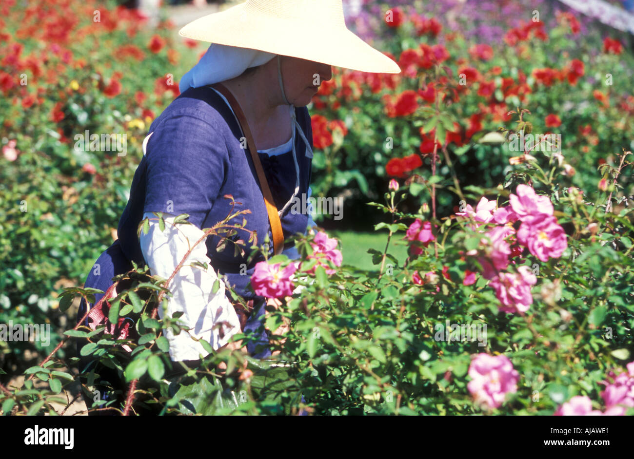 Picking flowers in medieval costume during a medieval event at ...