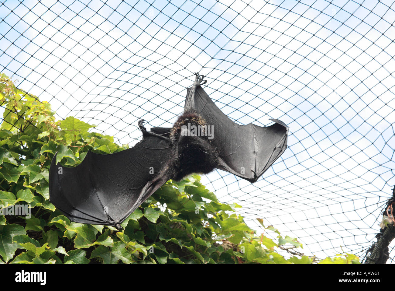 Livingstone's fruit,bat, UK, Europe Stock Photo - Alamy