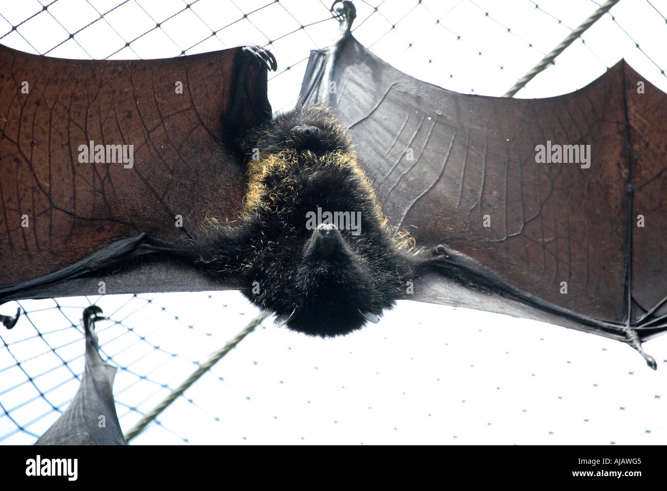 Livingstones fruit bat hi-res stock photography and images - Alamy