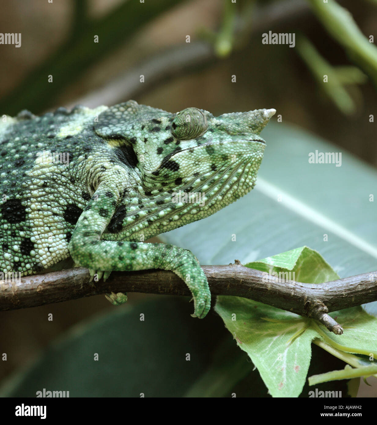Chameleon, UK, Europe Stock Photo - Alamy