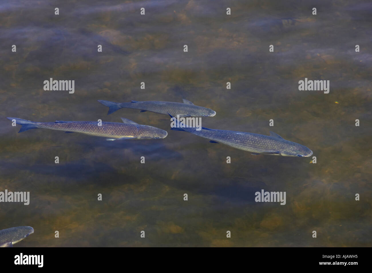 mullet swimming in water in corrib river harbour Galway city county ...