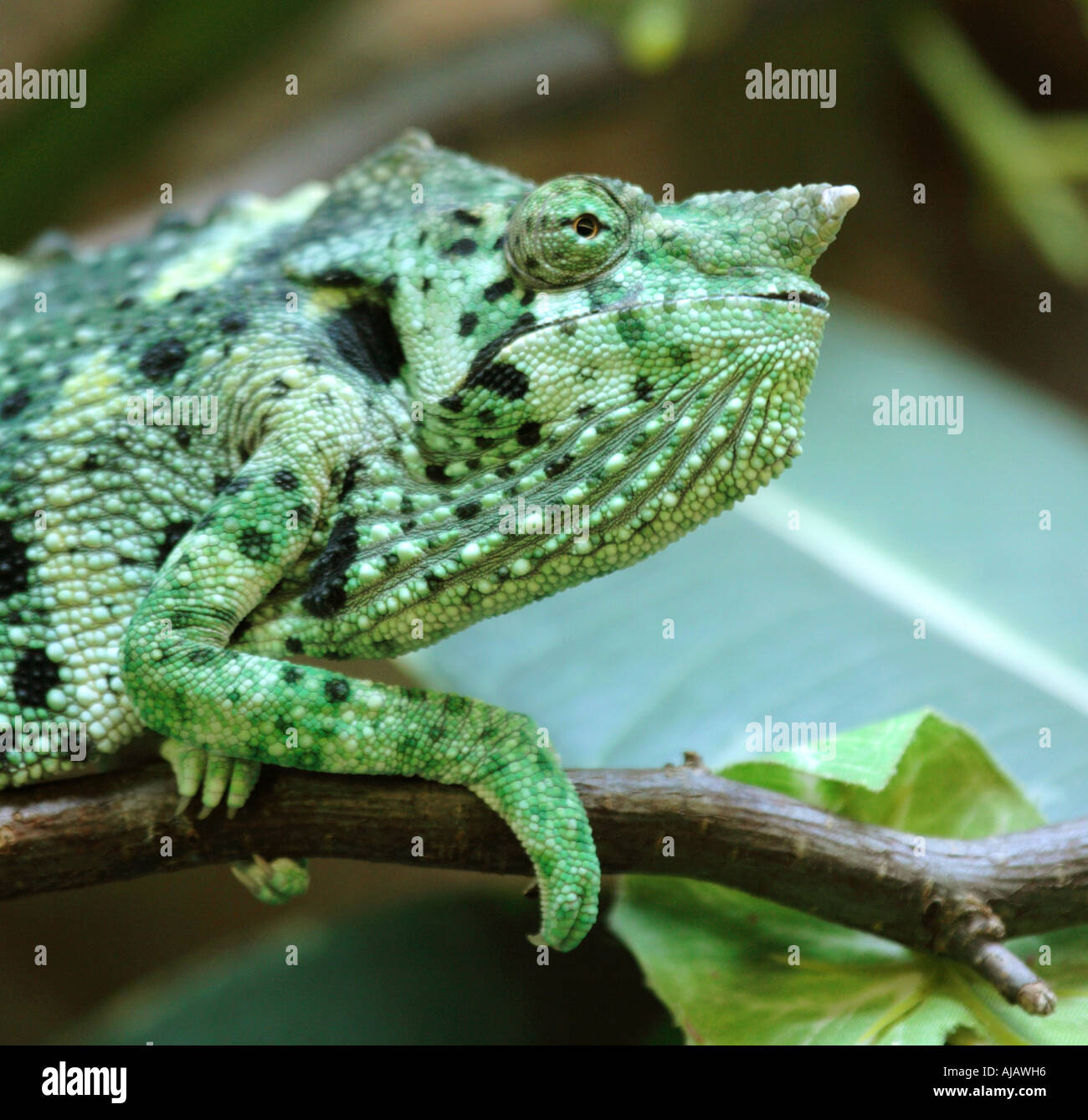 Chameleon europe hi-res stock photography and images - Alamy