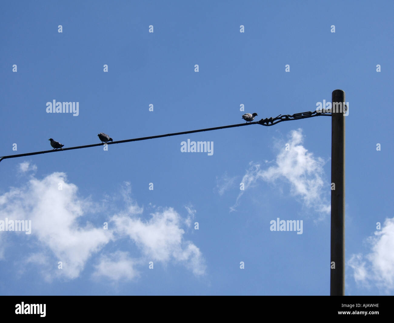 Pigeons telegraph wire pigeon hi-res stock photography and images - Alamy