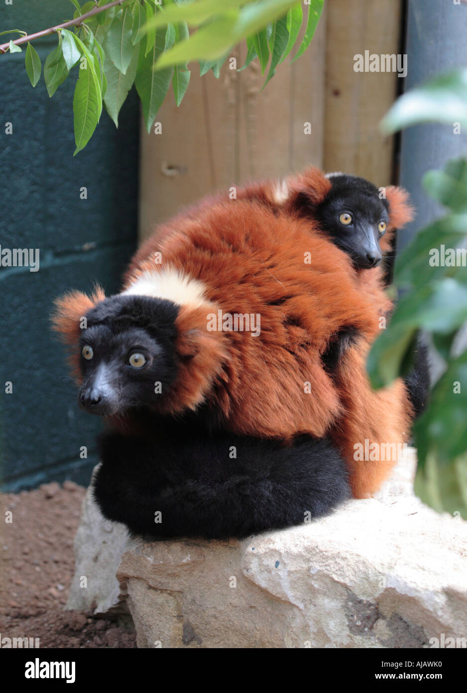 Red ruffed lemurs hi-res stock photography and images - Alamy