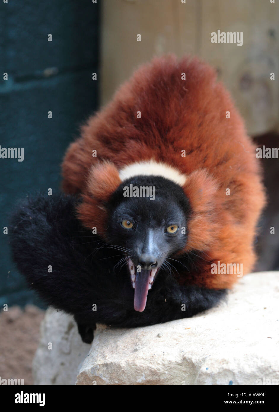 Red ruffed lemur threatened hi-res stock photography and images - Alamy