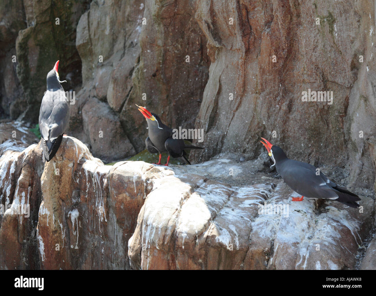 Inca terns, UK, Europe Stock Photo - Alamy