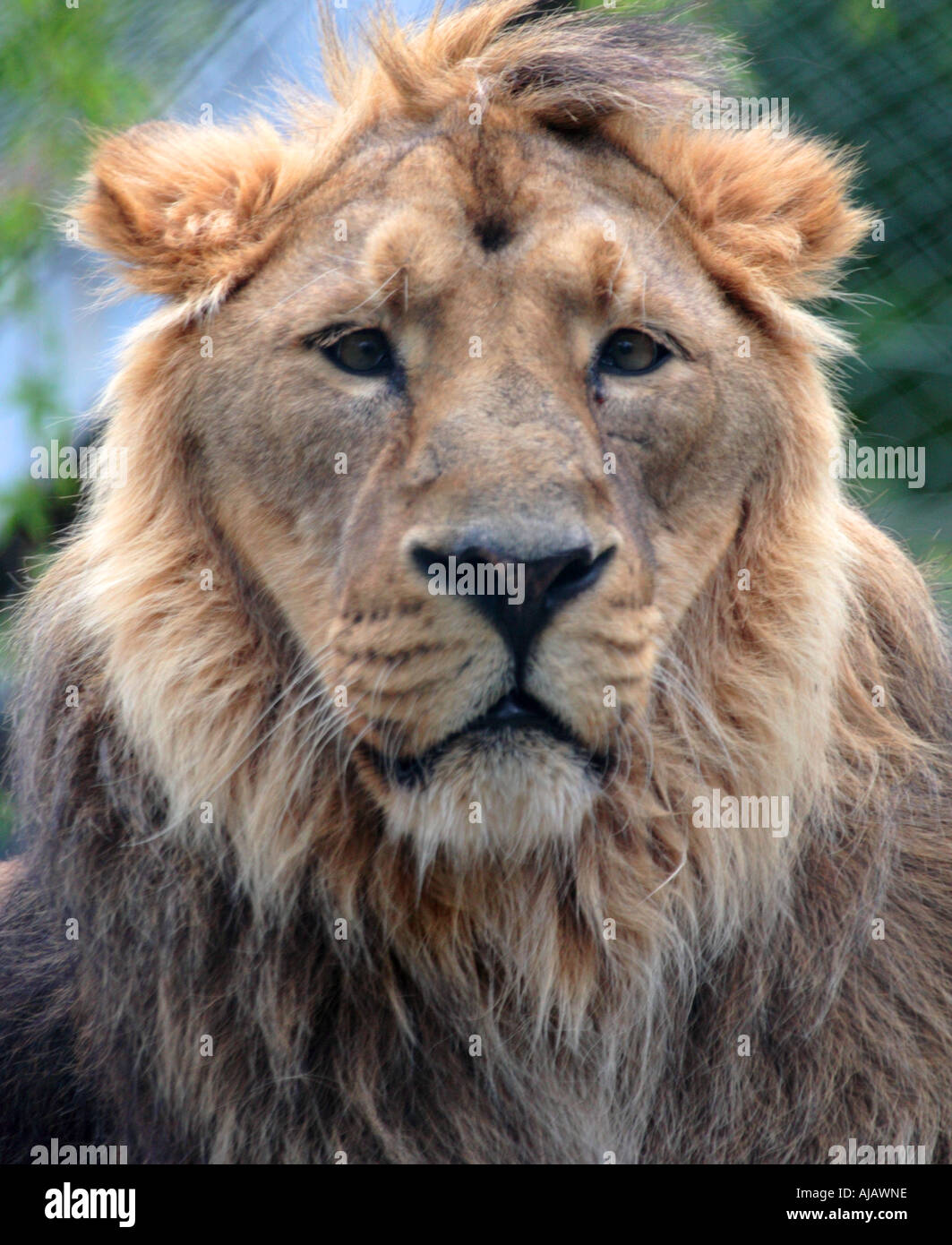 Lion, UK, Europe Stock Photo - Alamy